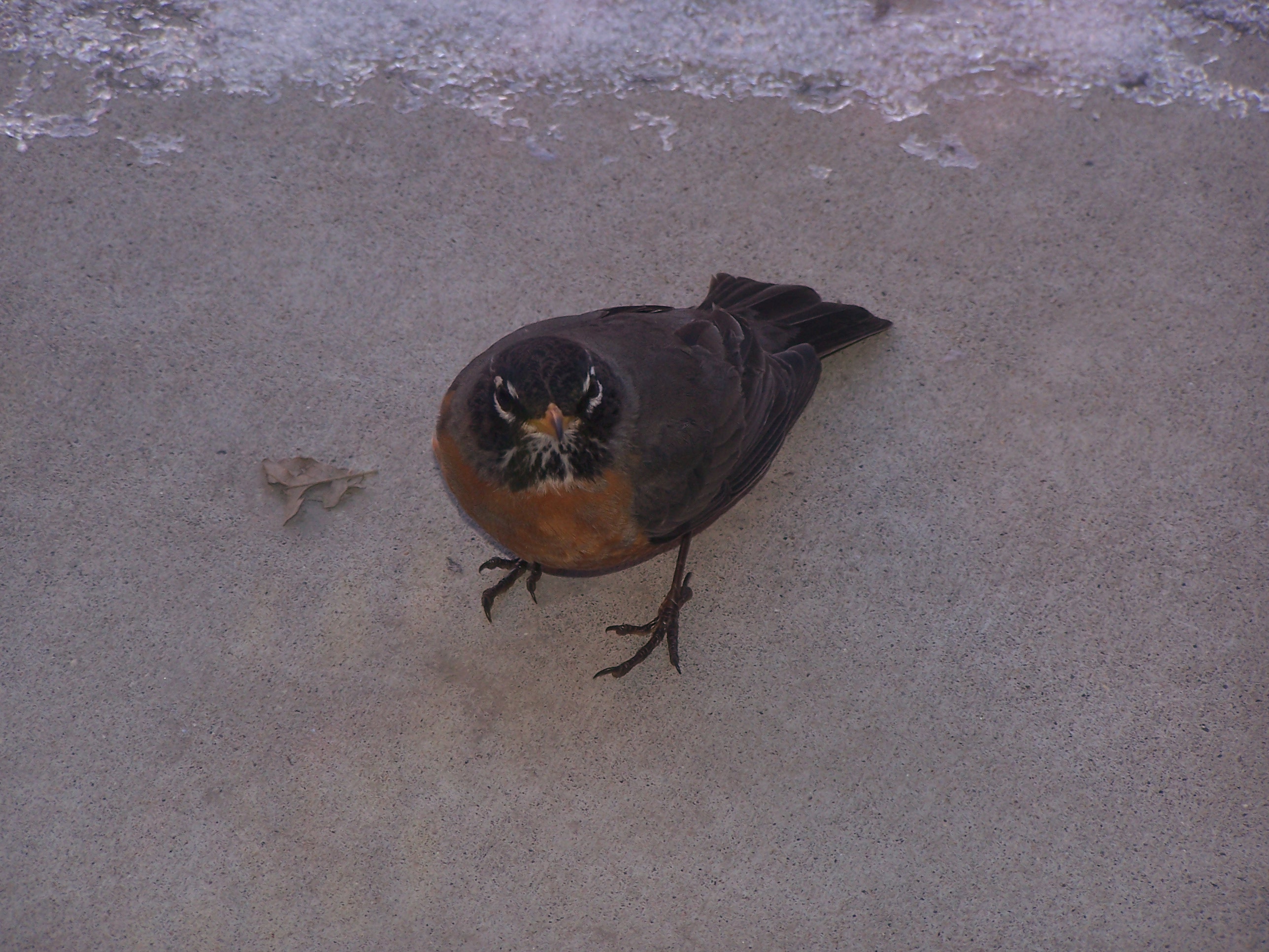 Attack of the Frozen Robin